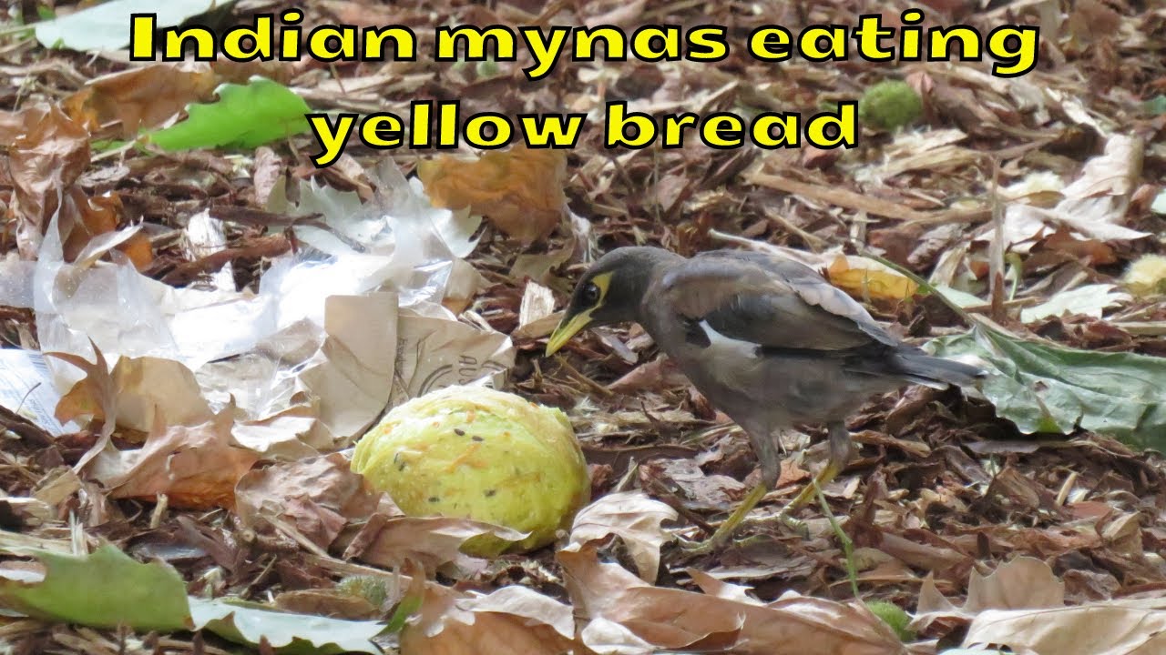 Indian mynas eating some yellow bread - YouTube