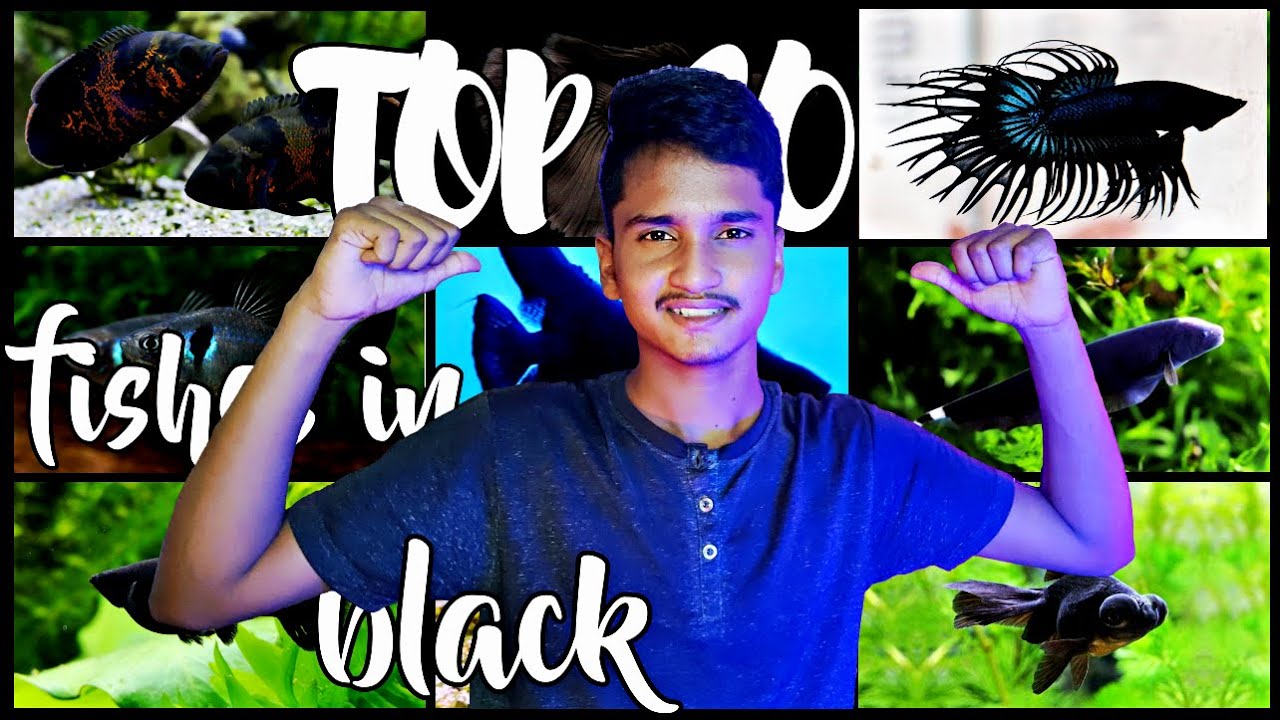 Top 10 aquarium fishes in BLACK COLOUR | black fish |aquarium fish ...
