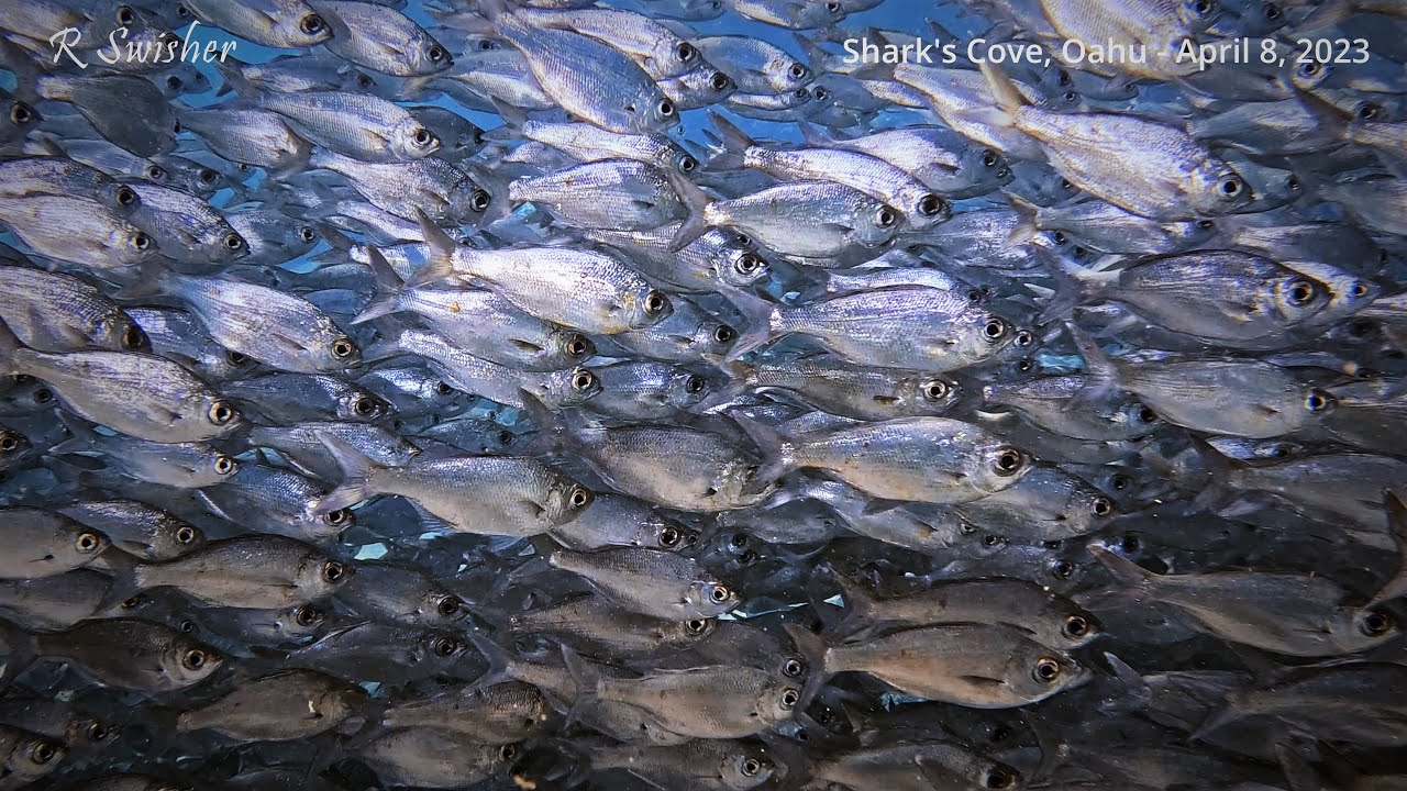 Big School of Aholehole (Hawaiian Flagtail) at Shark's Cove, Oahu ...