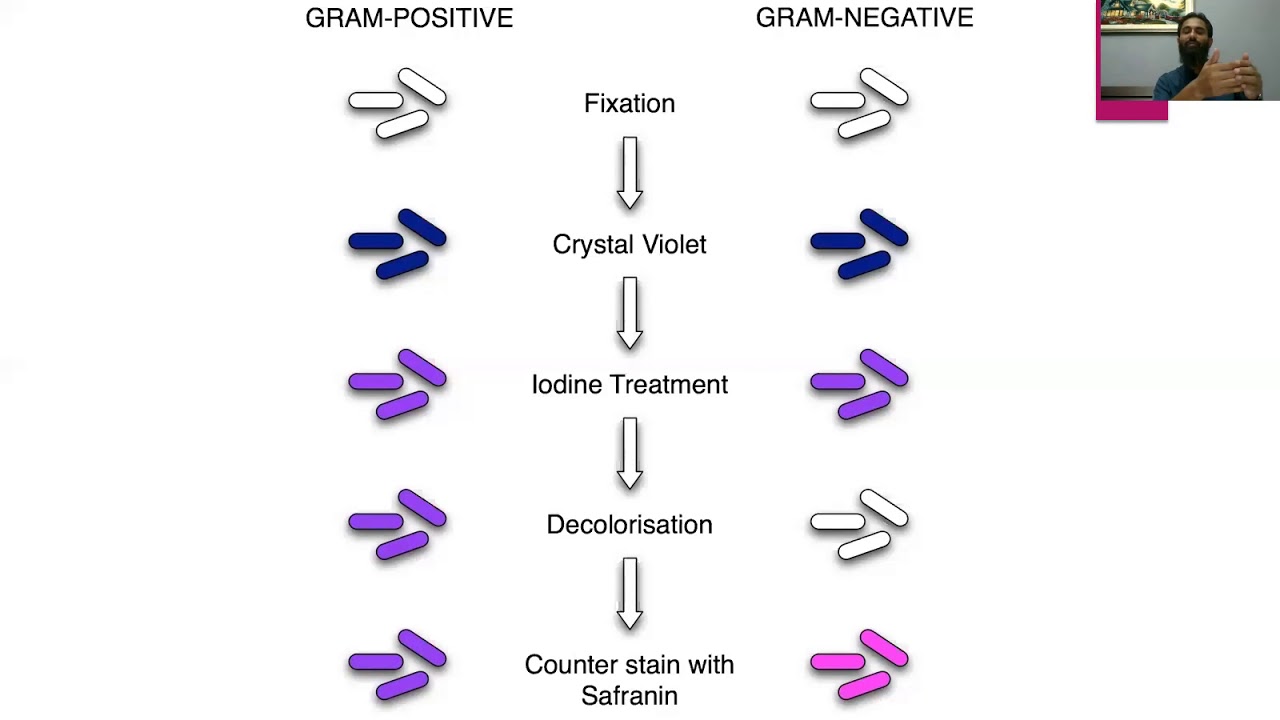 Kingdom prokaryotae video I - YouTube