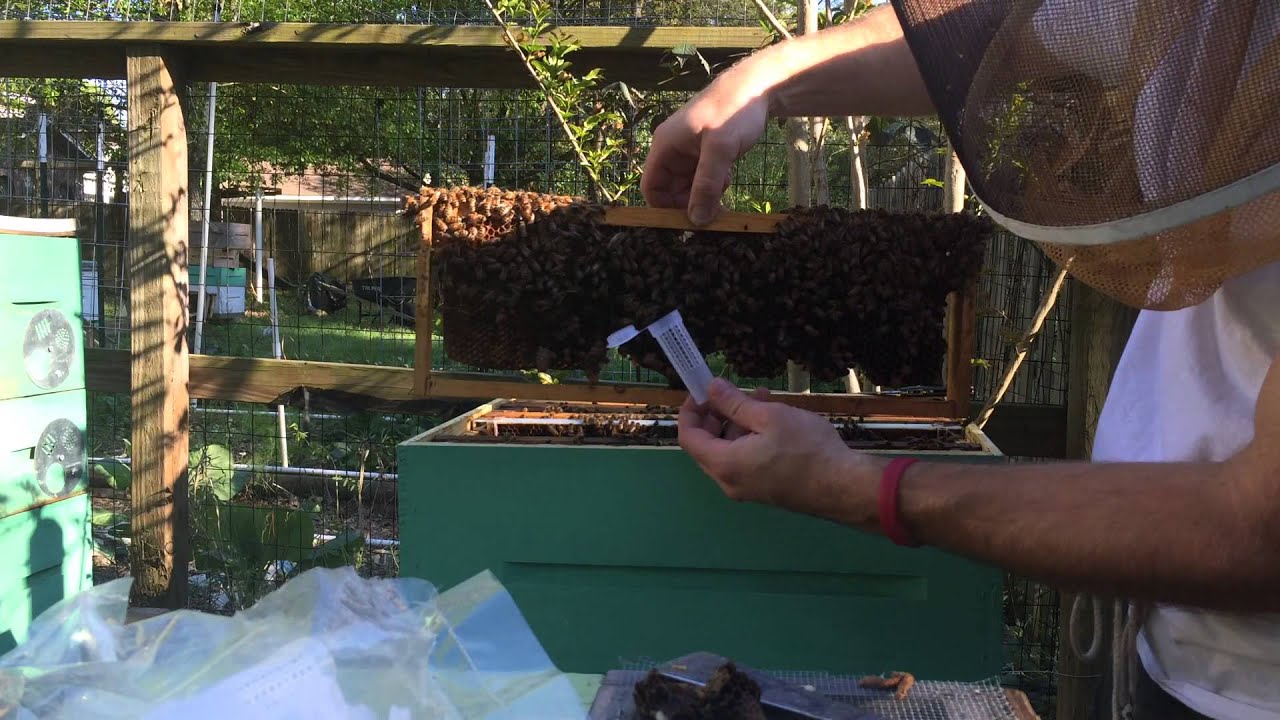 Honeybee Queen Cells into Cages - YouTube