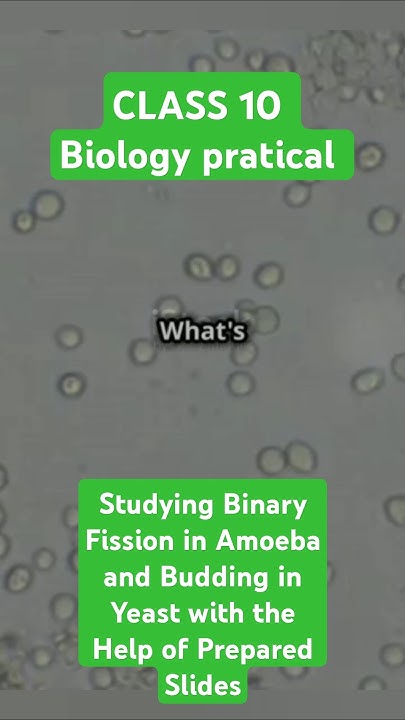 Studying Binary Fission in Amoeba and Budding in Yeast with the Help of Prepared Slides #biology ...
