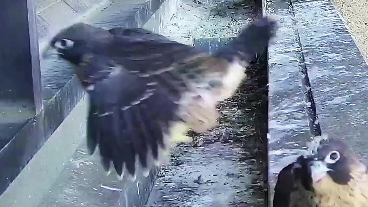 367 Collins Falcons~Flying Kids are exploring the nest area~4:46 PM ...