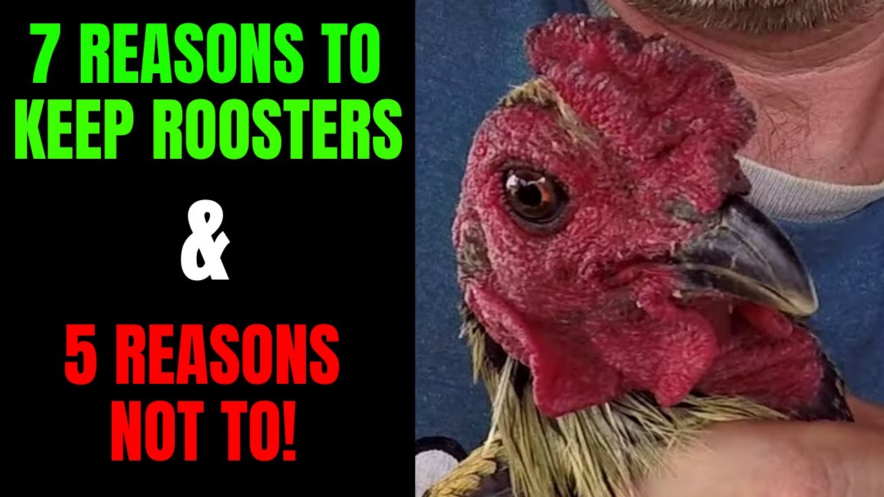 7 Reasons YOU Should Keep A Rooster - YouTube