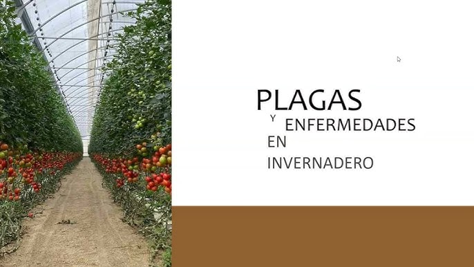 Plagas Y Enfermedades De Los Invernaderos