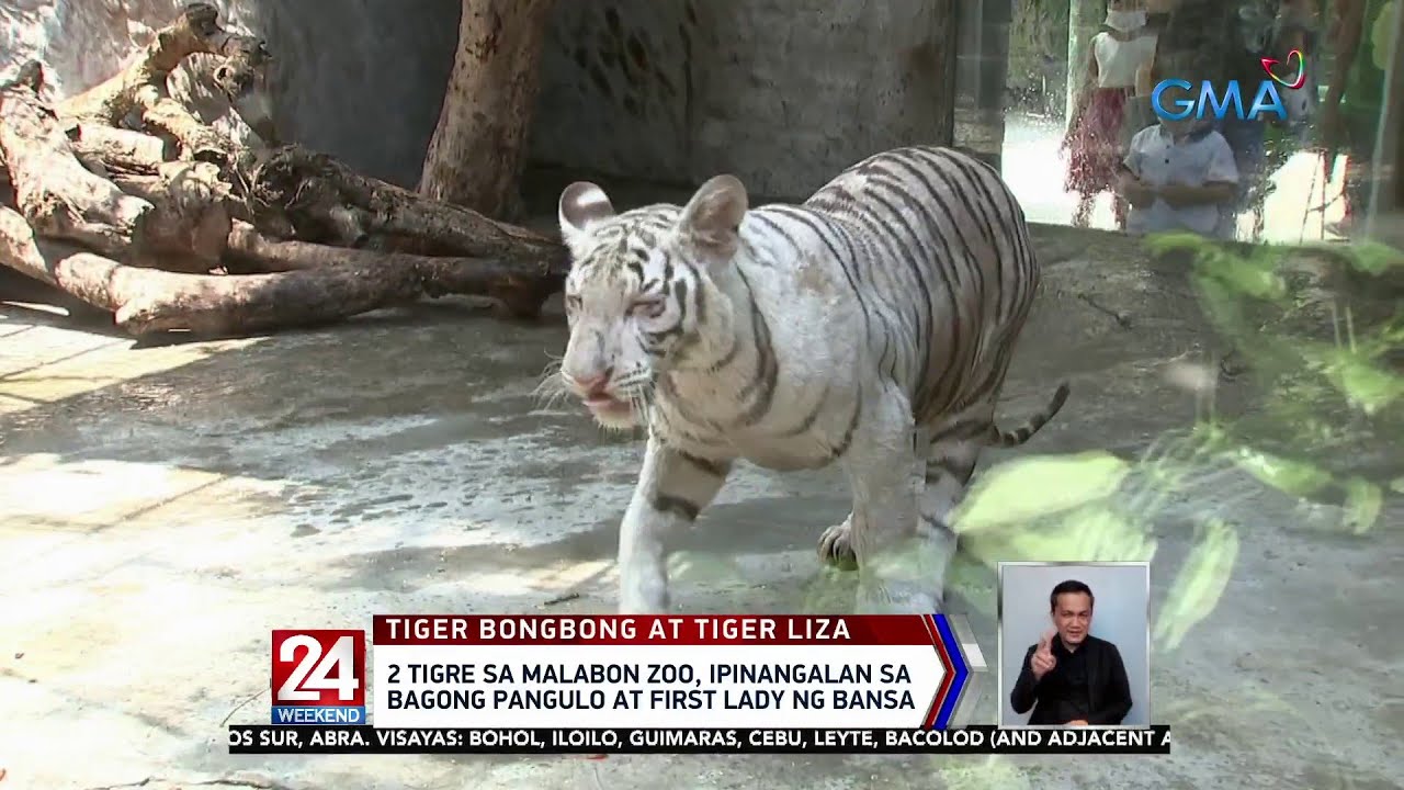 2 tigre sa Malabon Zoo, ipinangalan sa bagong pangulo at first lady ng ...