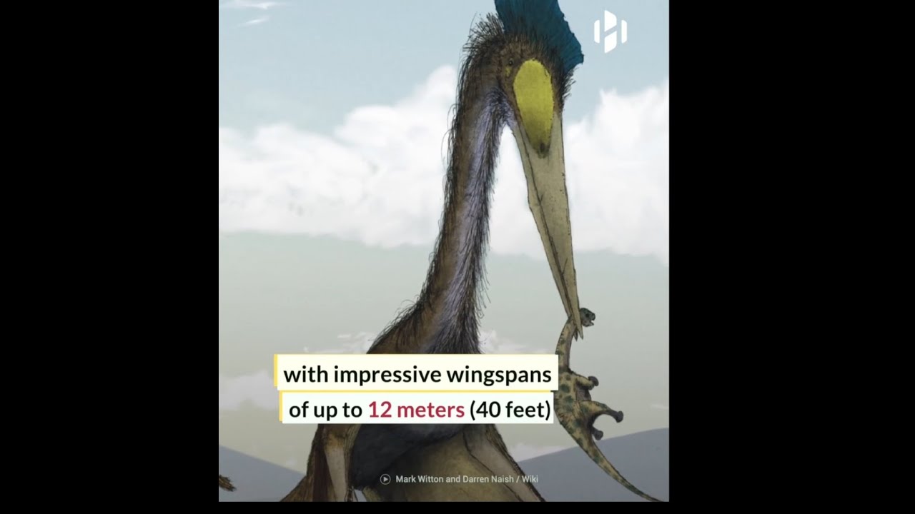 The Largest Flying Creature In History | Flying Beast | Longer neck ...