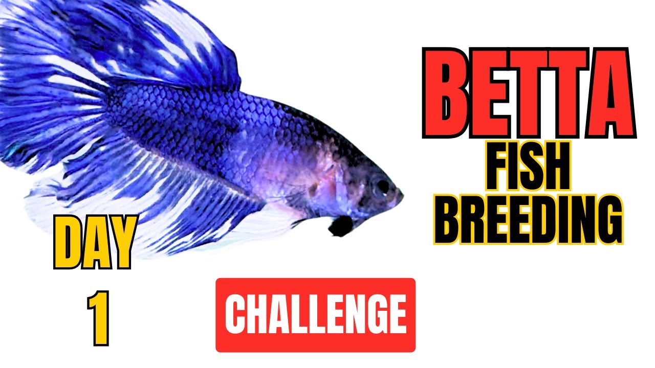 Day 1: Betta Fish Breeding Challenge! - YouTube