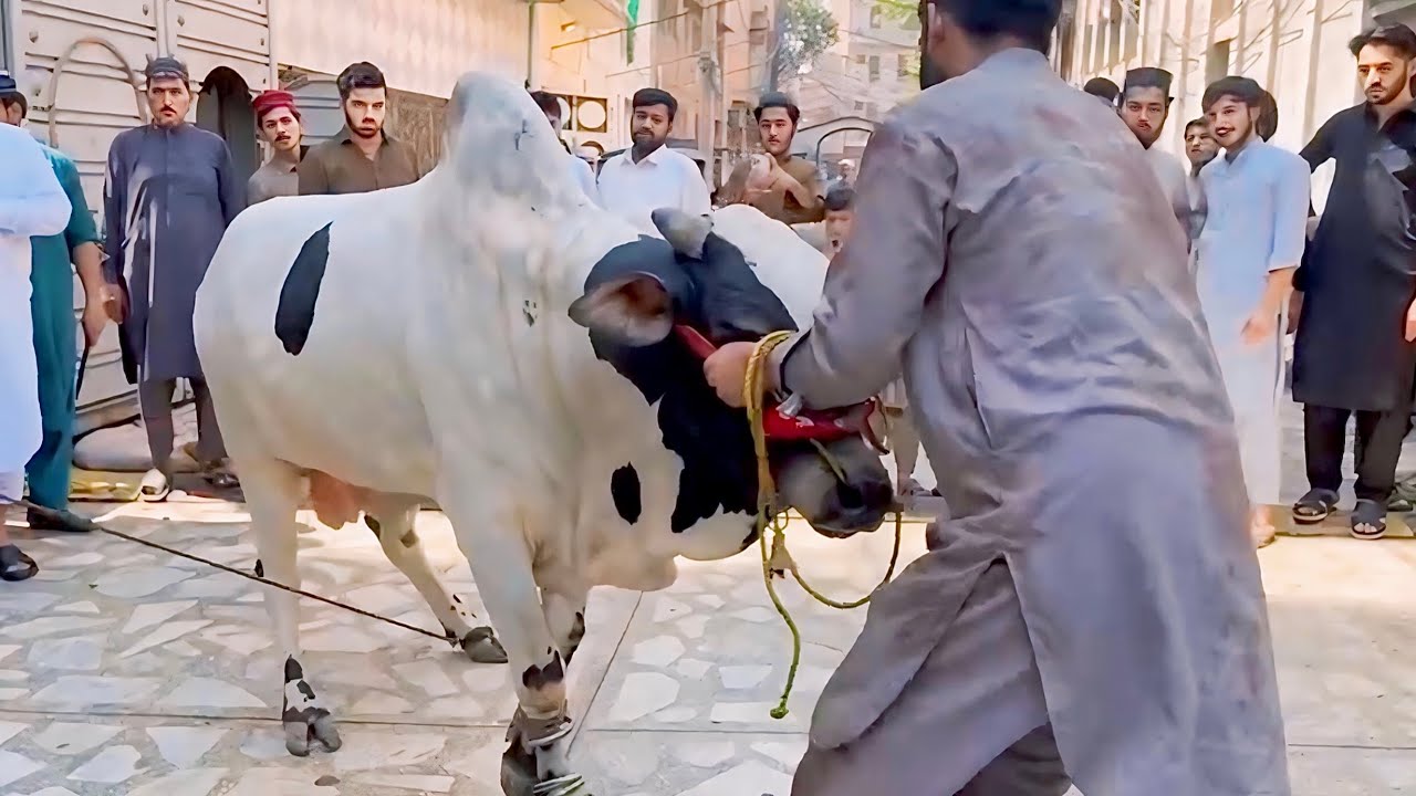 Abbas Bhai Ki Qurbani || Eid S.24 EP.45 || IRSHAD 91 - YouTube