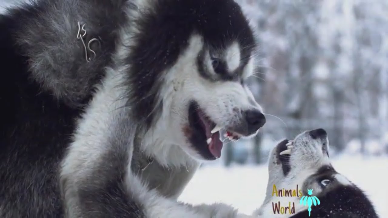 Cutes Pets / Dogs Video Compilation # 02. Animals World. - YouTube