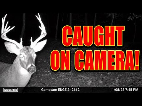 Missouri Wildlife Caught on Camera! Giant Bucks, Coyotes, Raccoons & More #whitetail #trailcam 