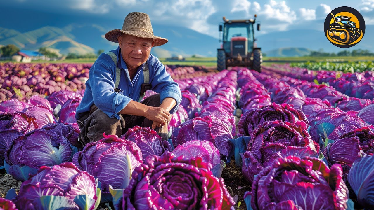 How To Reach The Highest Possible Cabbage Yield - Agriculture with ...