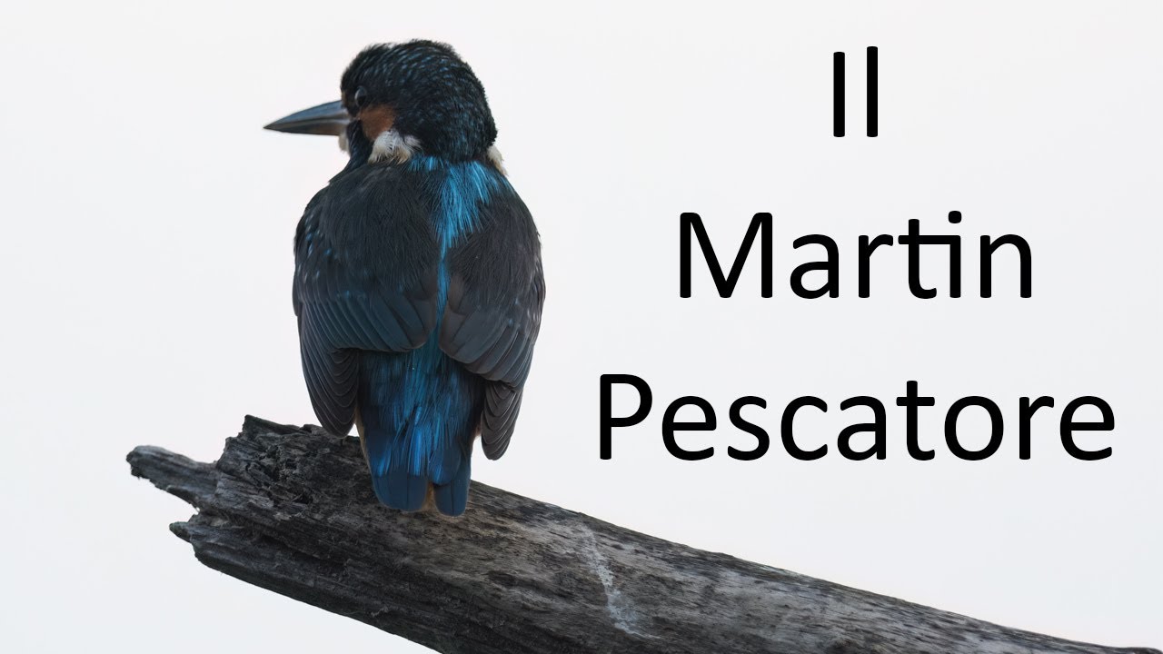 Fotografia naturalistica - Il Martin Pescatore - YouTube