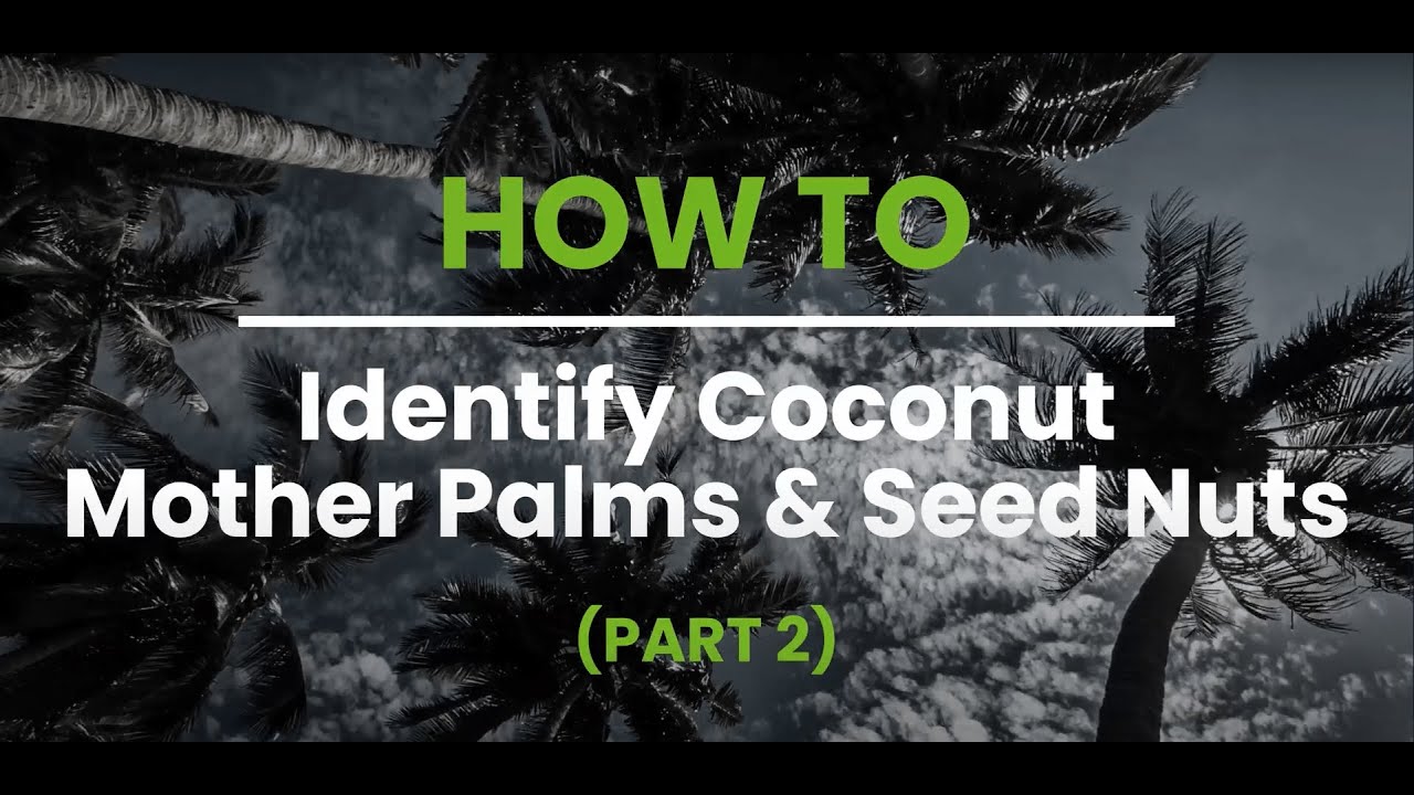 How to: Identify coconut mother palms and seed nut selection (Part 2 ...