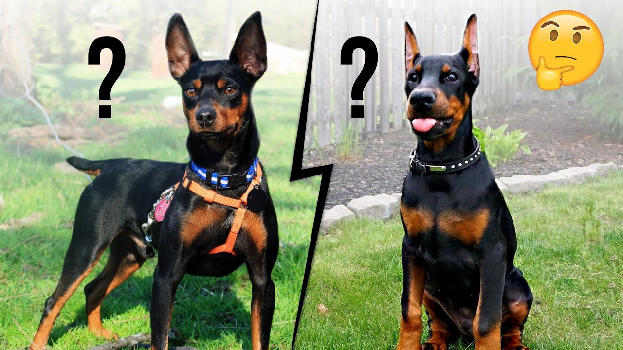 The Top 10 Look-Alike Dog Breeds - YouTube