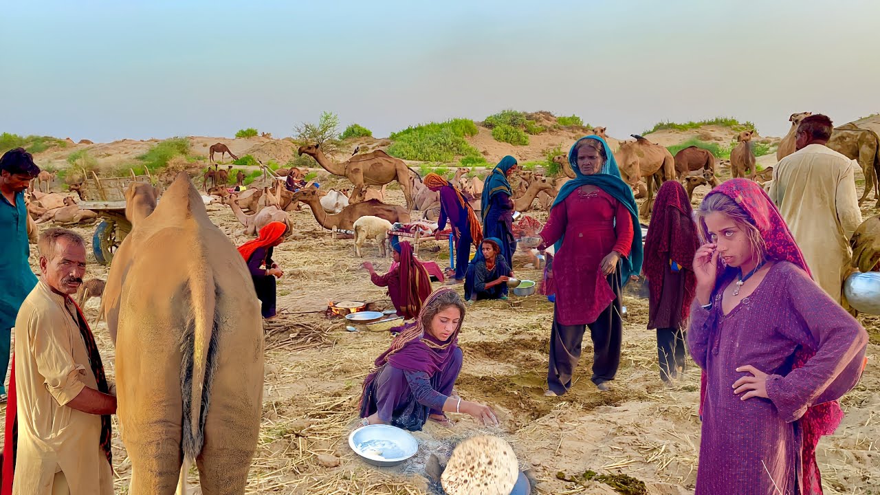 Ancient Desert Camel People Life Style || These People Attached to the ...