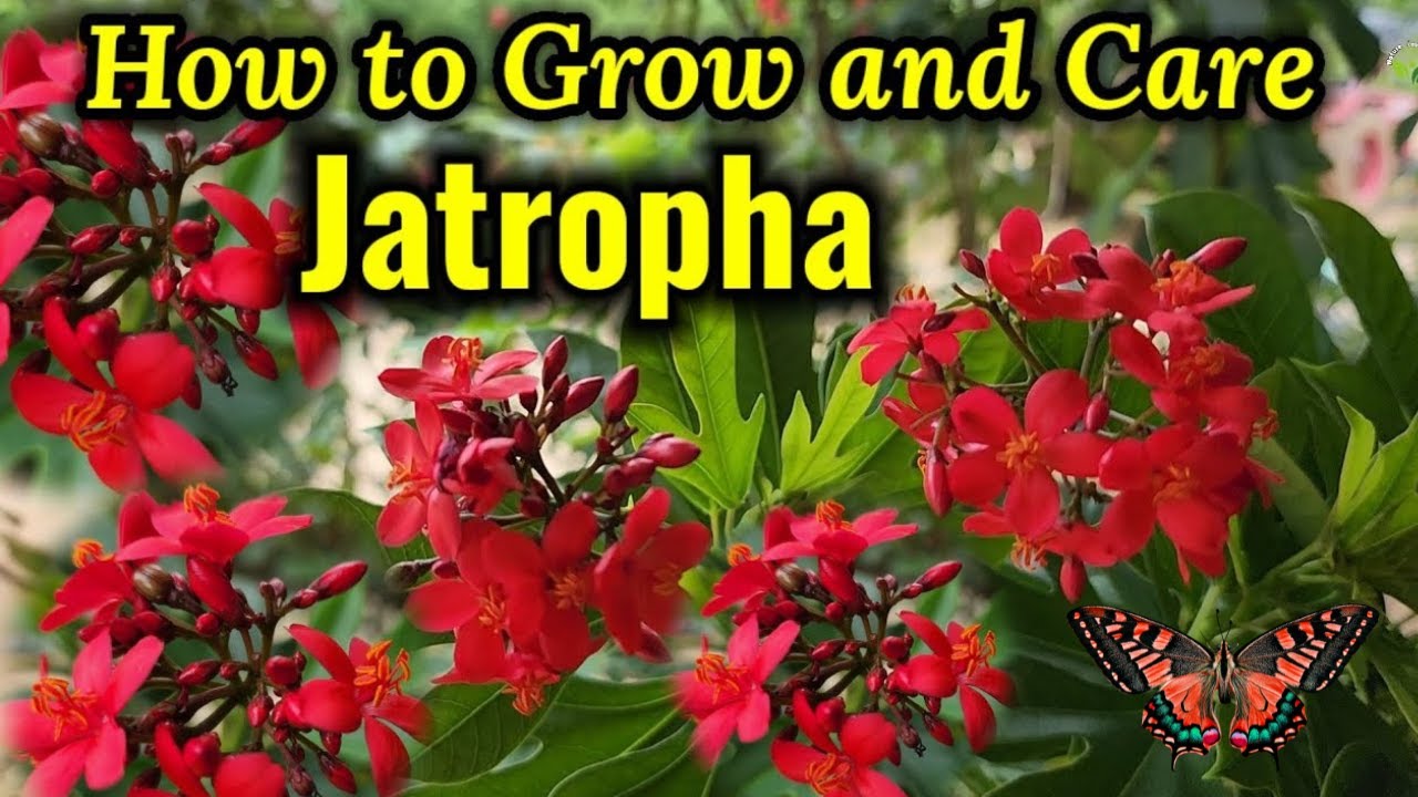 How to Grow and Care Jatropha Plant II Beautiful Flowering Plant II ...