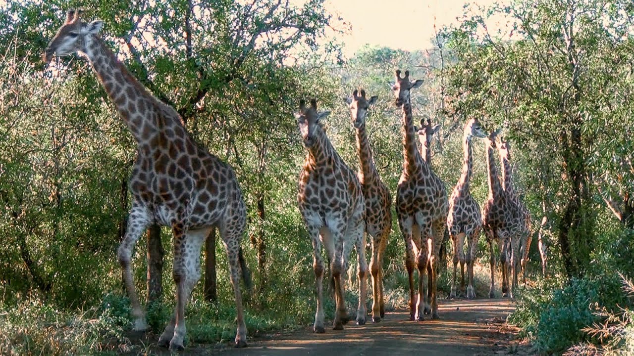 Wild Giraffes Take Over the Forest in a STUNNING Display - YouTube