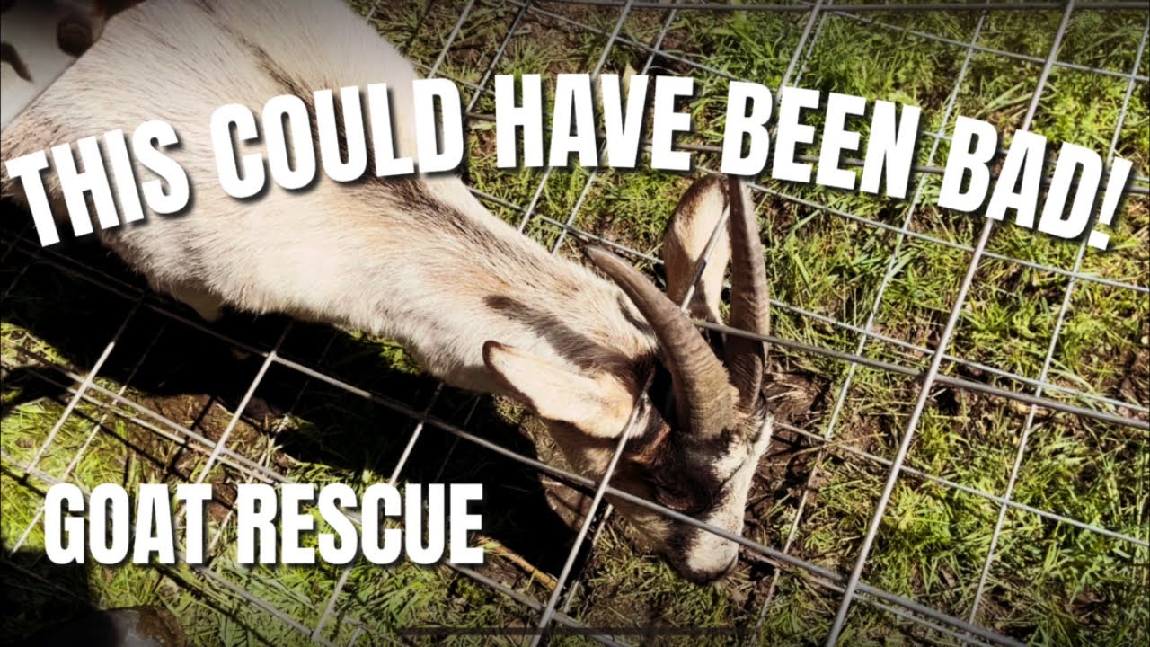 Goat Rescue & A BIG Project Completed - YouTube