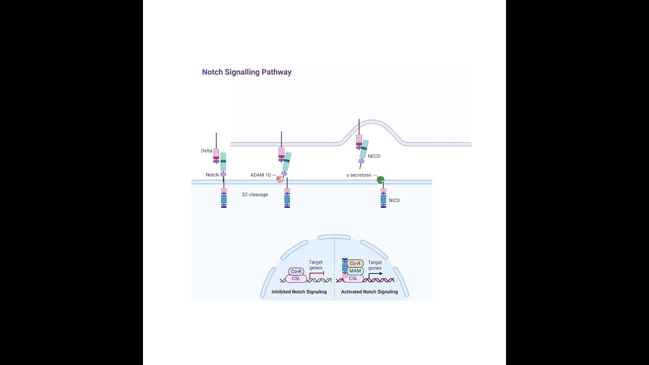 Unraveling the Complexity of the Notch Signaling Pathway_ A Key Player ...