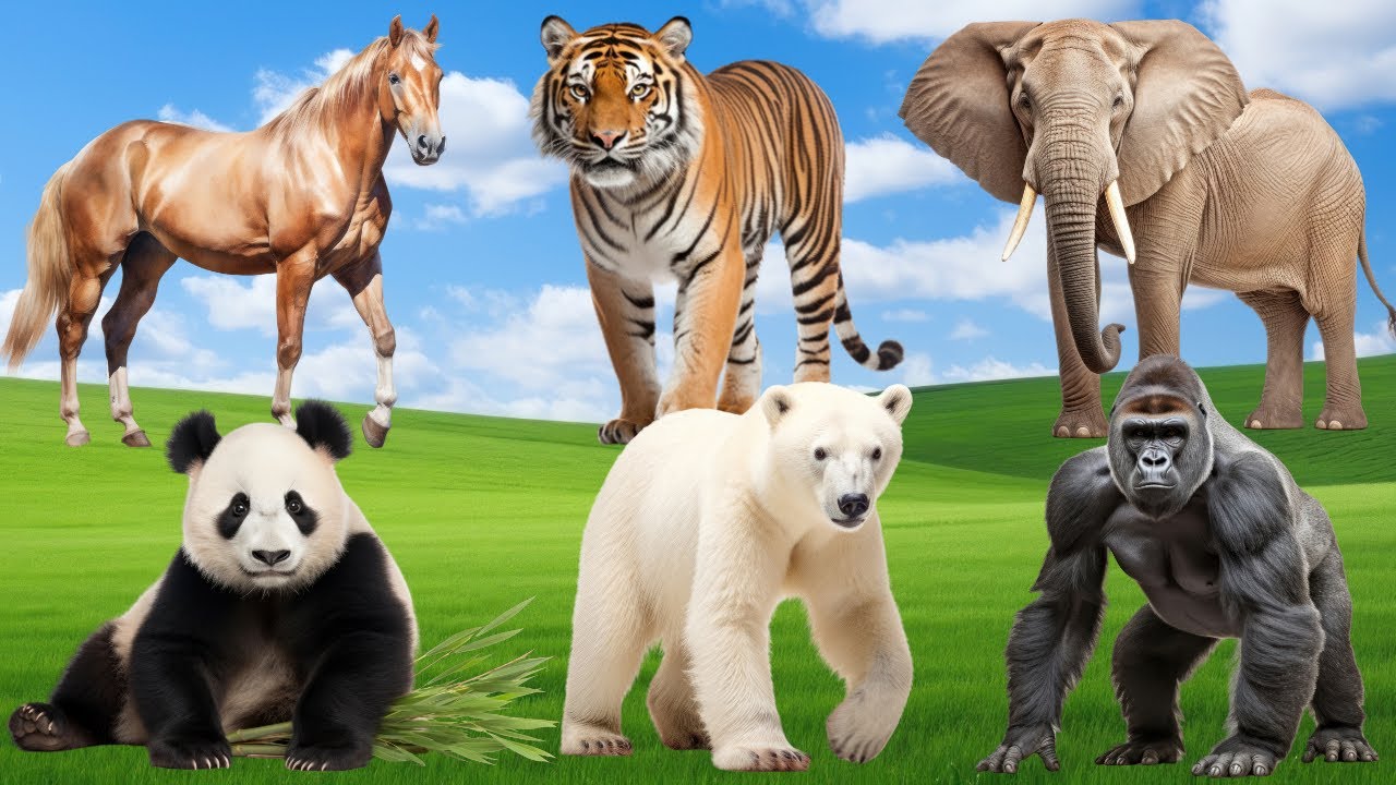 Cute Animals Around Us: Bear, Elephant, Tiger, Panda, Gorilla | Amazing ...