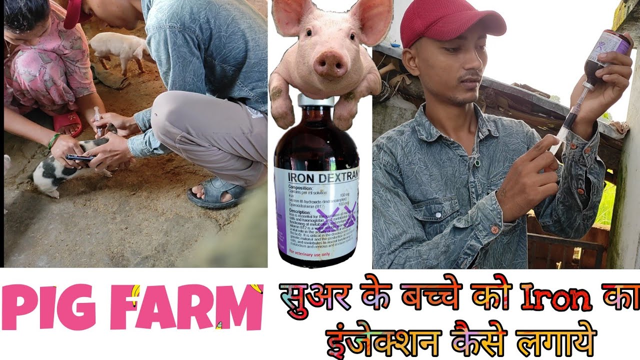 Iron Injection For Piglate| सुअर को इंजेक्शन कैसे लगाते हैं?| Bk ...