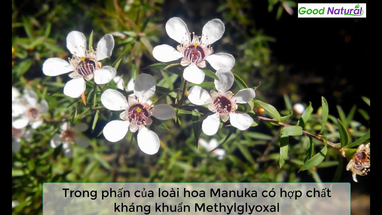 Hoa Manuka Newzealand | Loài hoa tạo nên mật ong Manuka Tốt nhất thế ...