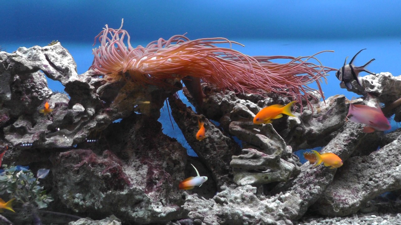 Tropische vissen, Nemo en Rudy zijn er ook, Blijdorp zoo, Rotterdam, 18 ...