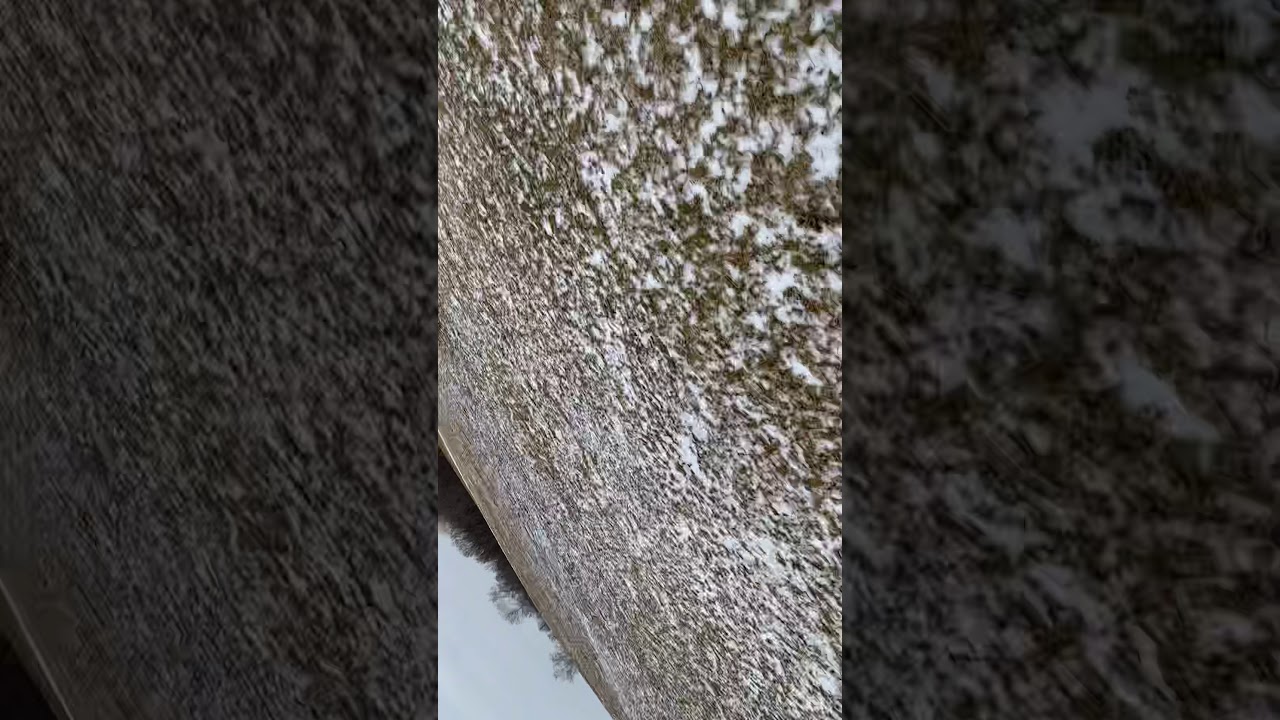 Chloe and mommy 1/24/2021 - YouTube