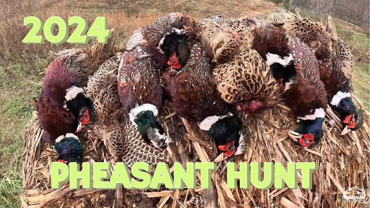 Pheasant hunt with Flush'Em High Pheasant Hunts - YouTube