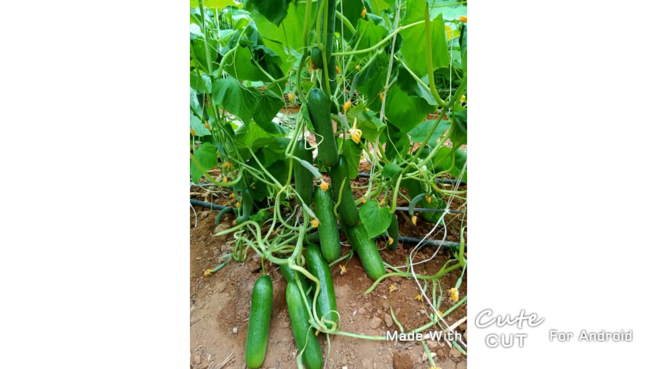 Seminis Bazelet - Polyhouse cucumber - YouTube