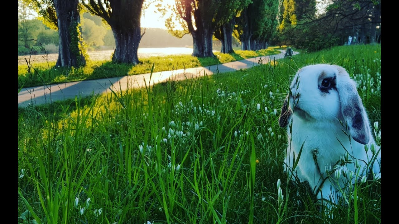 Daisy the Male Rabbit - Jump for Joy - YouTube