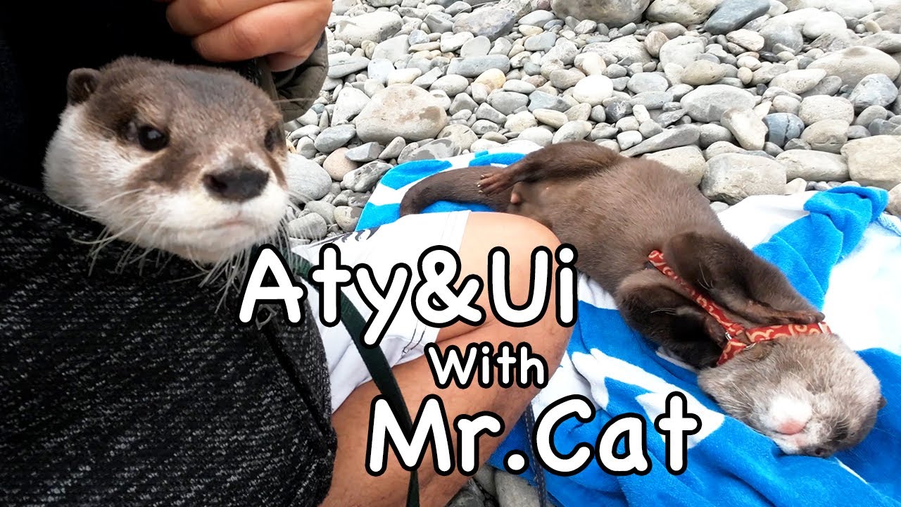 Otters have unique ways of coping with the cold. [Otter life Day 659 ...