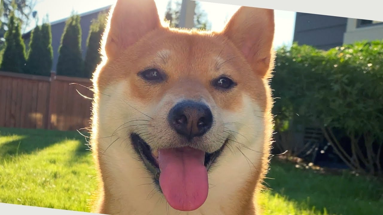 A Short but Sweet Play Time with Doggo | Super Shiba - YouTube