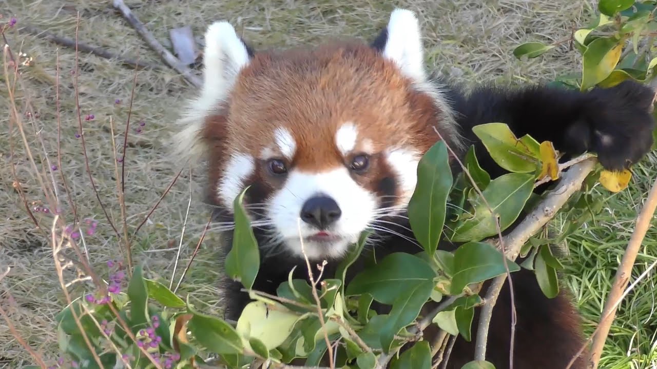 レッサーパンダ れいかちゃん リンゴを食べ歩いたあとは笹の葉を食べます 【東山動物園】Red panda Reika-chan ...