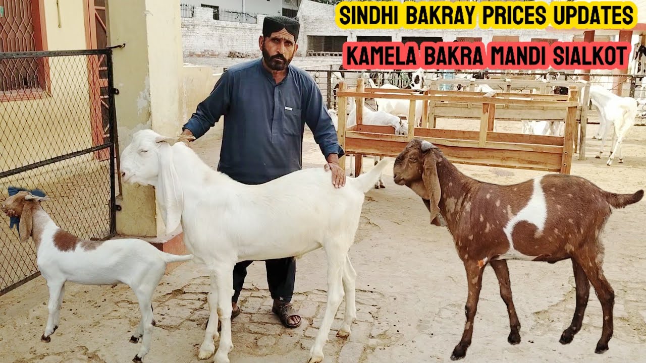 Sindhi Bakray Prices Updates😎 Kamela Bakra Mandi Sialkot😎 Season 2024😊 ...