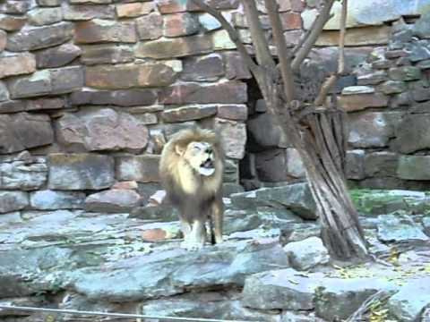 Gene Sandefur sees Lion Roar - Fort Worth Zoo - 10-20-2012 - YouTube