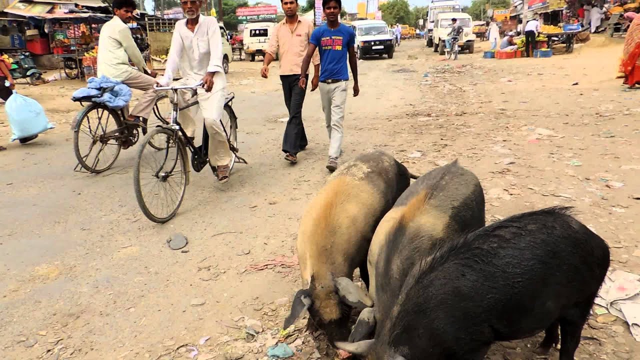SILVIO VISITA CIDADE DA ÍNDIA MUITO SUJA - YouTube