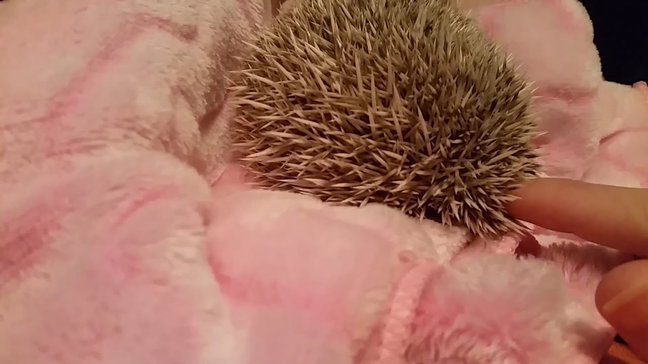 Bonding with my grumpy hedgehog - YouTube
