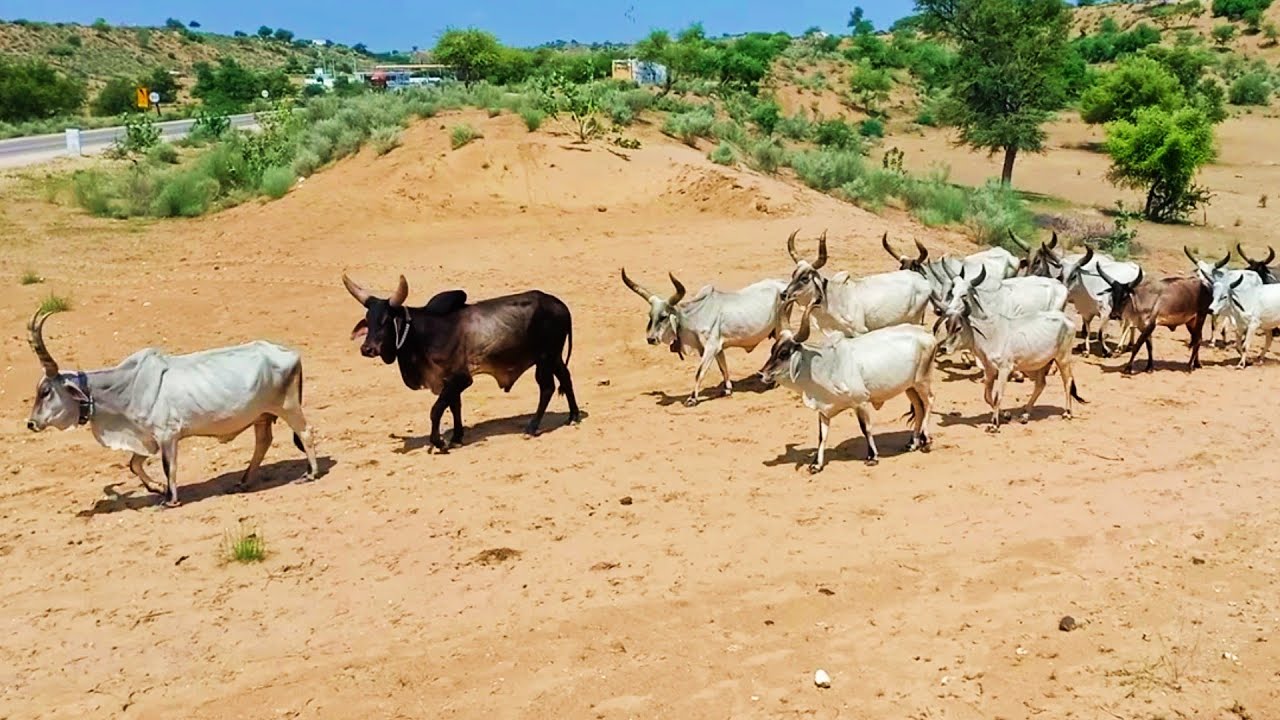 Large group of kankrej cows - YouTube