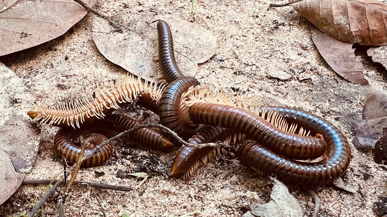Care! Many Griant Millipedes | Millipedes in the Farm of the Leaves # ...
