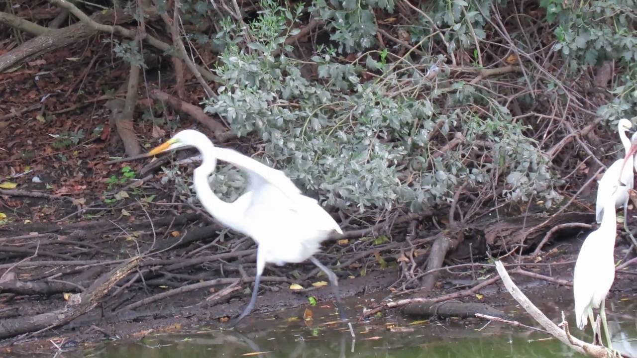 Great Egret, Yellow Feet on Snowy Egret & White Ibis Visit with a Crow ...
