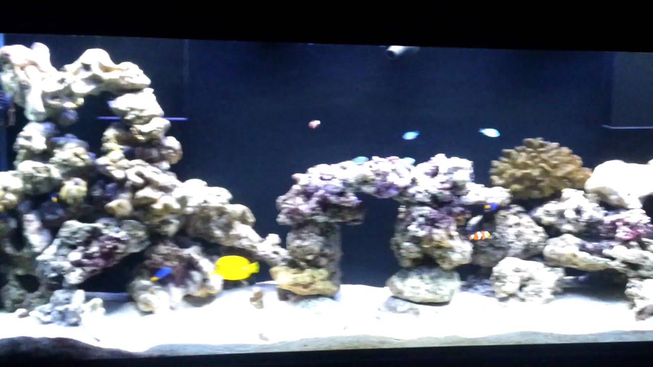 160 Gallon FOWLR Tank Setup 24 - Fish, Aquascape & Hardware Update.mp4 ...