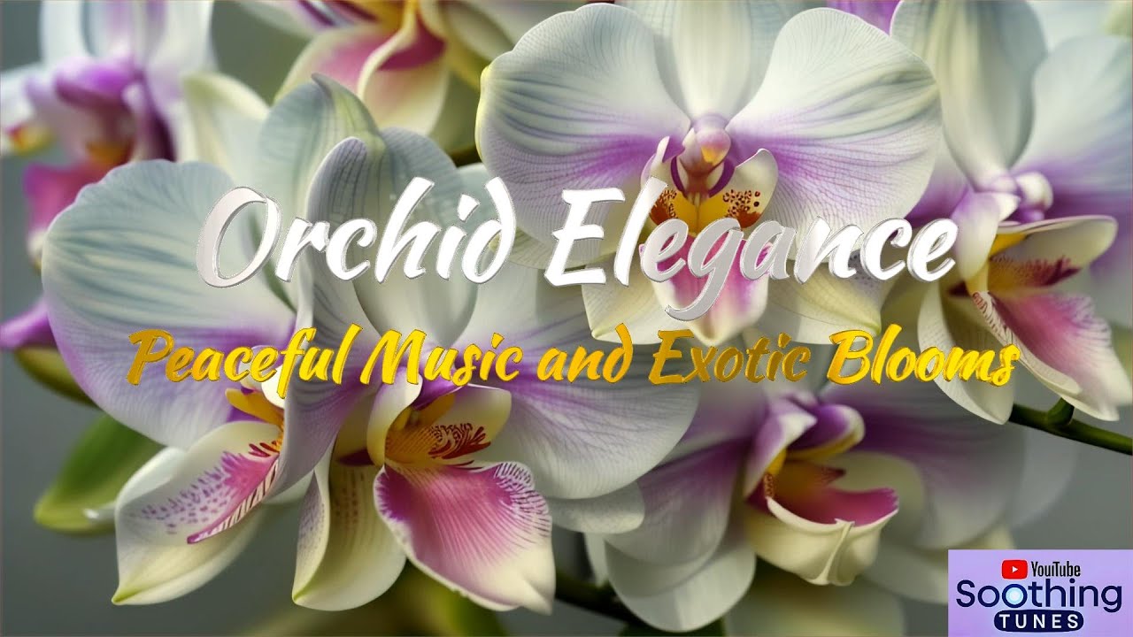 Orchid Elegance: Peaceful Music and Exotic Blooms - YouTube