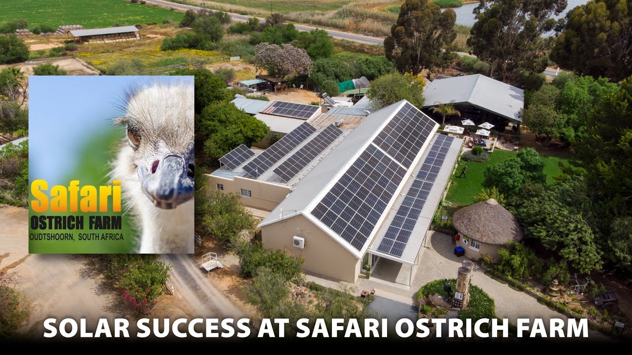 🌞Safari Ostrich Farm Embraces Solar Power for a Sustainable Future ...