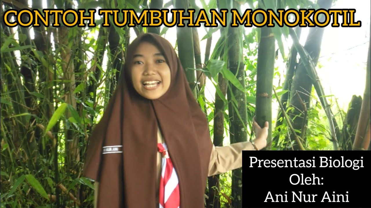 CONTOH TUMBUHAN MONOKOTIL | PRESENTASI BIOLOGI | BAMBU (Bambusoideae) - YouTube