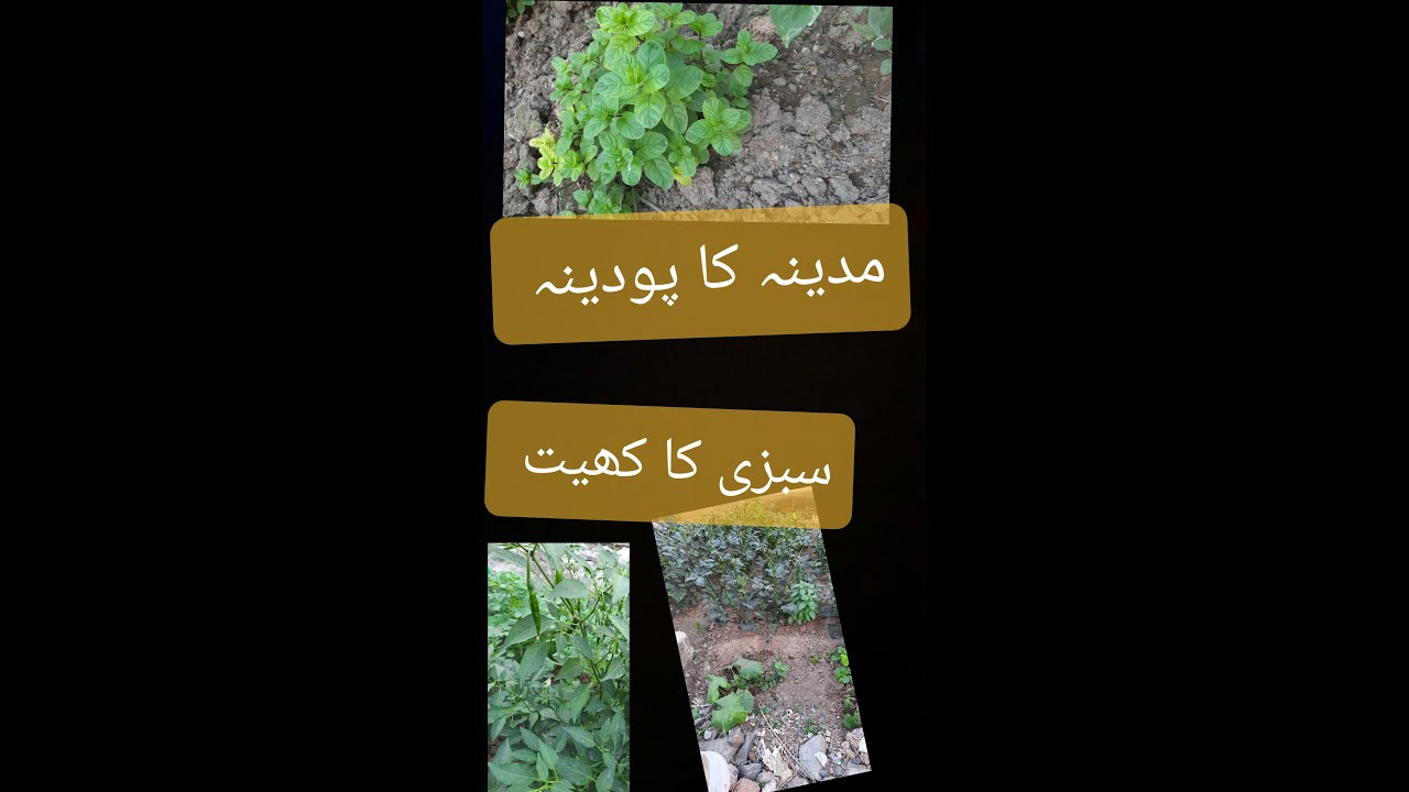 Original Vegetables | HuM TuM Amazing Videos - YouTube