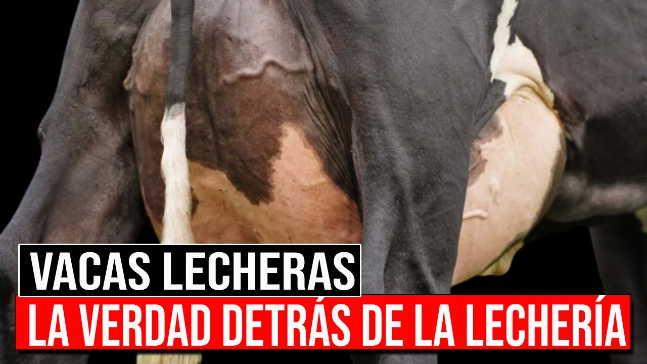 🔴 VACAS LECHERAS La Importancia De La Genética - YouTube
