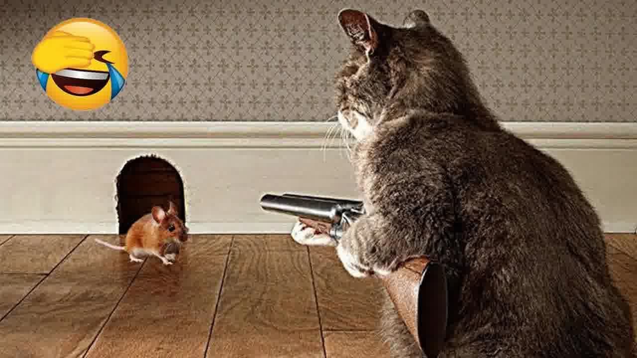 Hilarious Cat Fails That Will Make You Laugh Out Loud 🐈 Funny And Cute ...