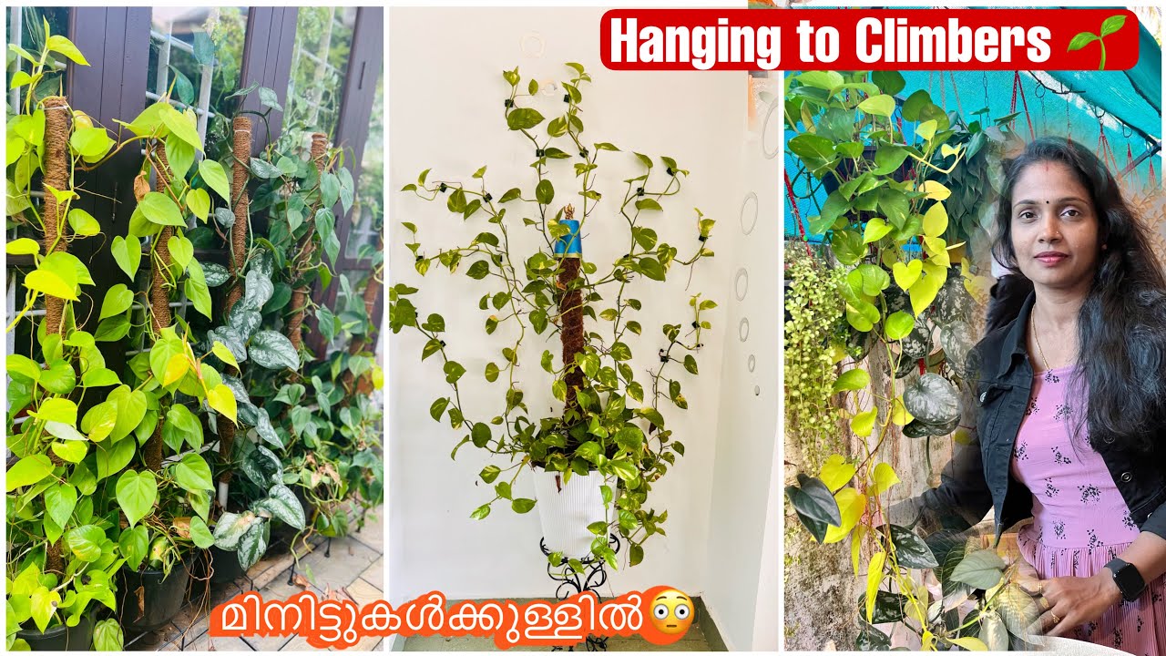 Hanging Plants to Climbers with in minutes | Easy & fast method | Achu ...